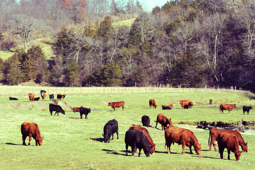 May is National Beef Month | Traditions Bank